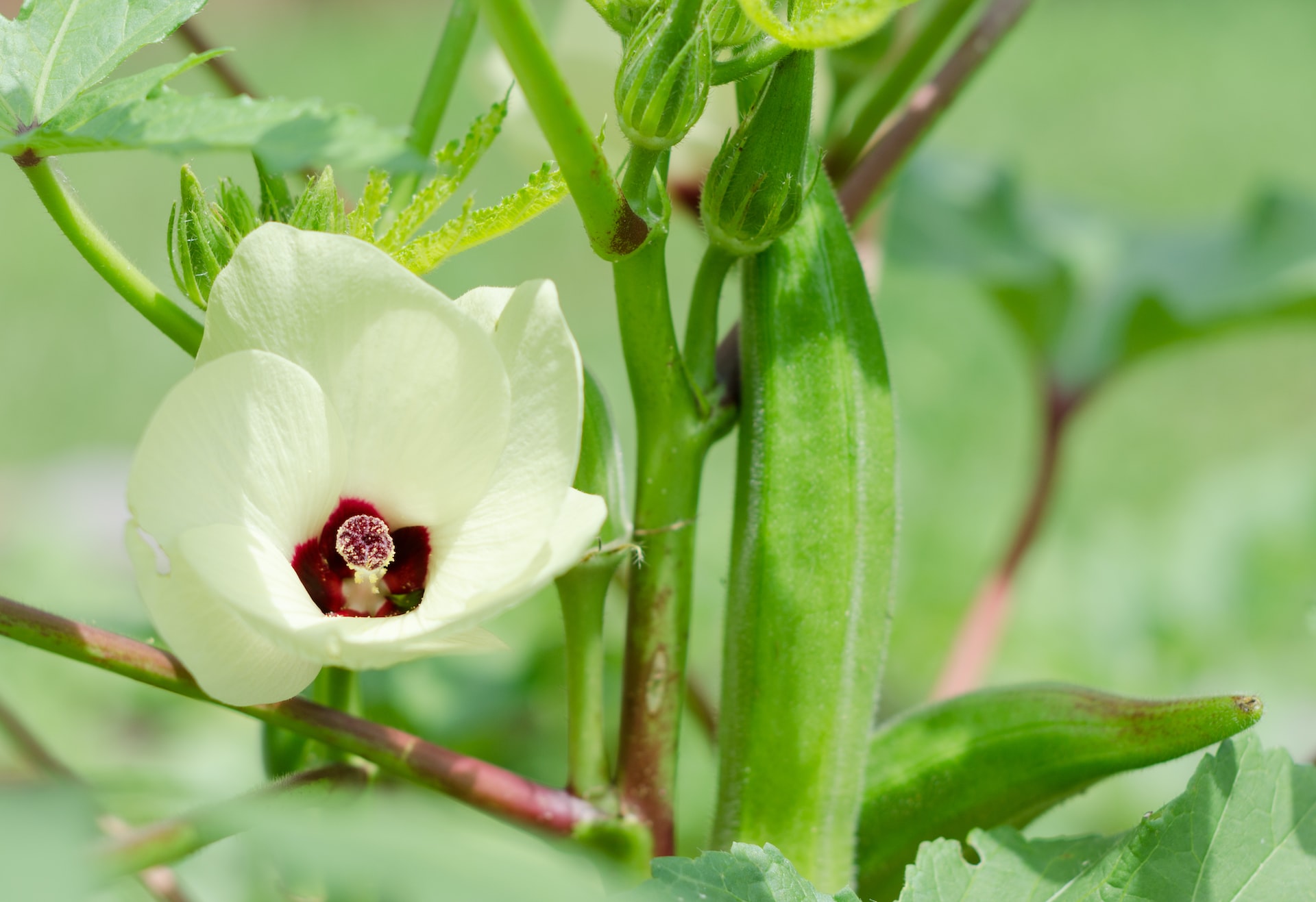 Ladies Finger bhindi Okra Farming In India Amra Farms