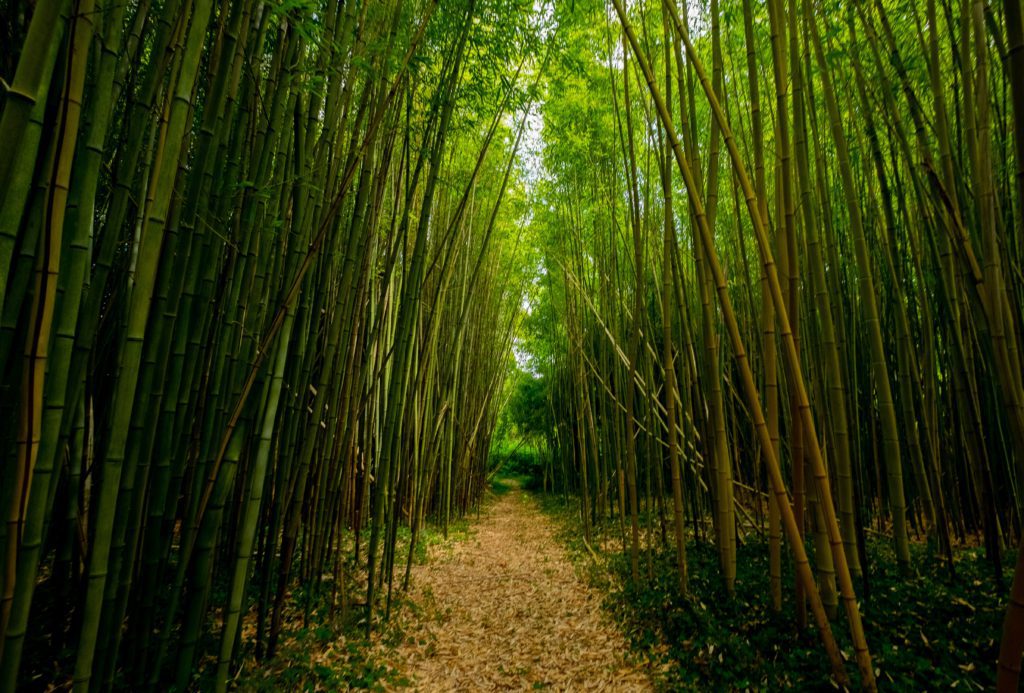 Bamboo Plantation, Farming & Cultivation- Profit, Economics and More ...