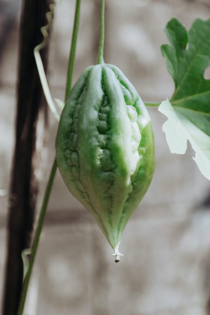 Karela (Bitter Gourd) farming in India & Cultivation guide - Amra Farms