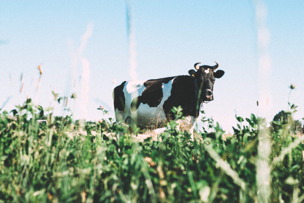 Berseem The King Of Fodder & Forage Cultivation - Amra Farms
