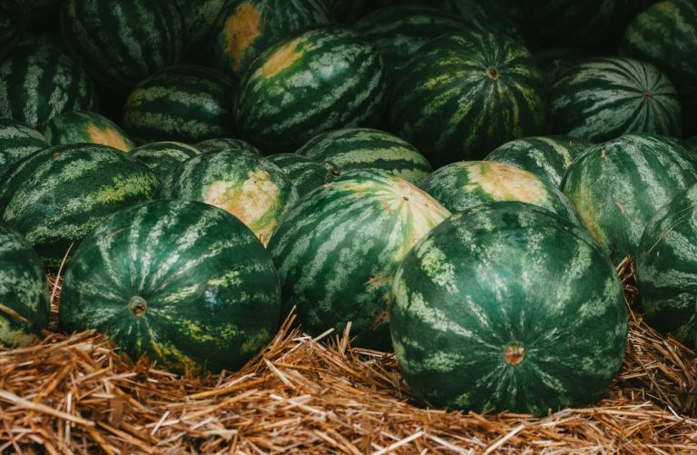 Watermelon (Tarbooj) Farming in india – Amra Farms